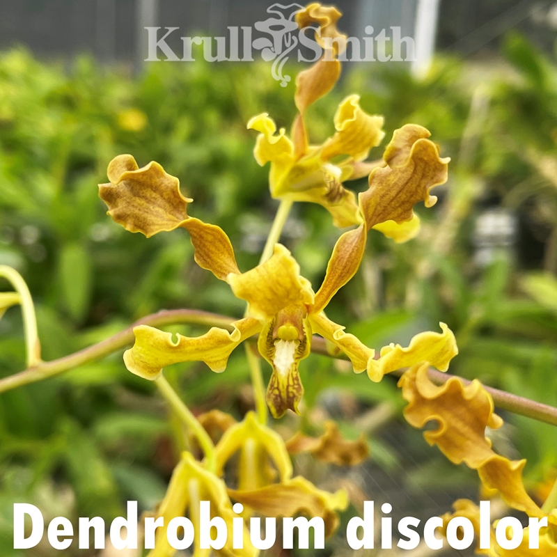 Dendrobium discolor store