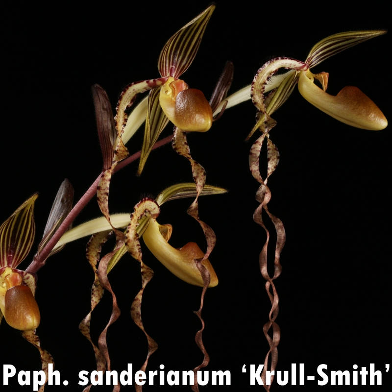 Paphiopedilum Prince Edward of York x sanderianum