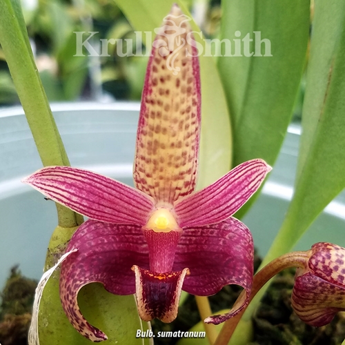 Krull-Smith - Bulbophyllum sumatranum