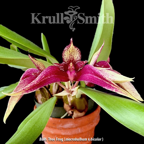 X Frog Plants Xfrog Plants VFX Artist, Animator & VR Filmmaker