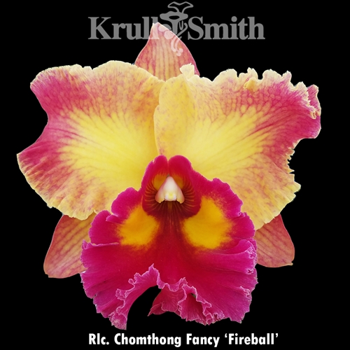 Krull-Smith - Rlc. Chomthong Fancy 'Fireball' AM/AOS