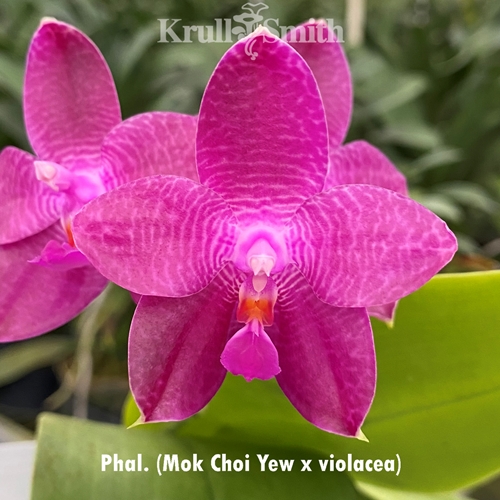 Krull-Smith - Phal. Mok Choi Yew x violacea 'Krull's Navy Blue' AM/AOS