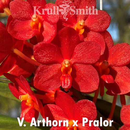 Krull-Smith - Vanda Arthorn x Pralor