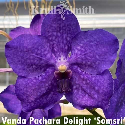Krull-Smith - Vanda Pachara Delight