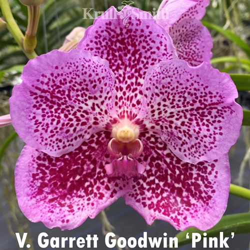 V. Garrett Goodwin 'Pink'