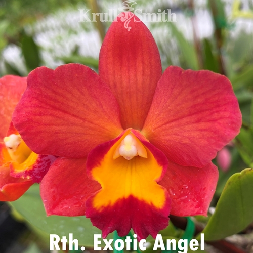 Krull-Smith - Rth. Exotic Angel