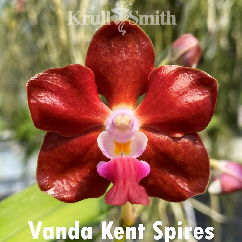 Vanda Kent Spires