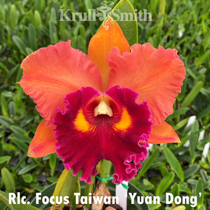 Rlc. Focus Taiwan 'Yuan Dong'