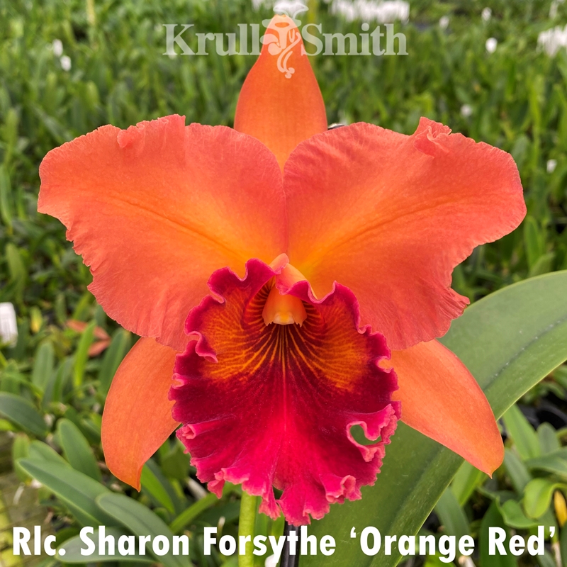 Rlc. Sharon Forsythe 'Orange Red'