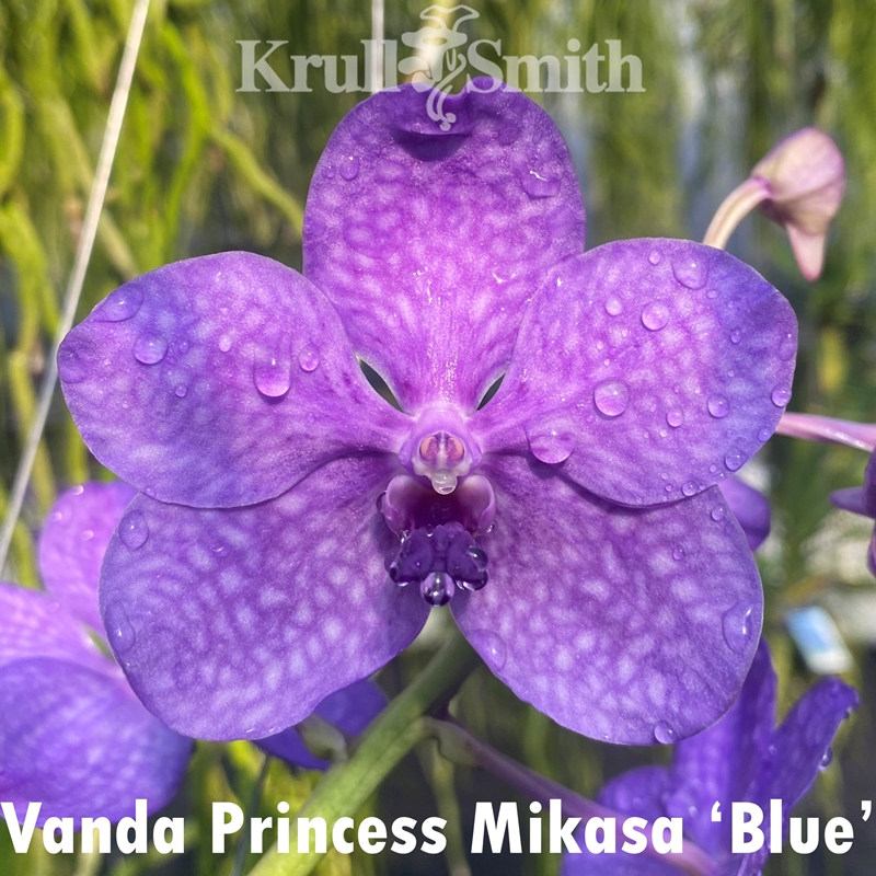 Vanda Princess Mikasa 'Blue'