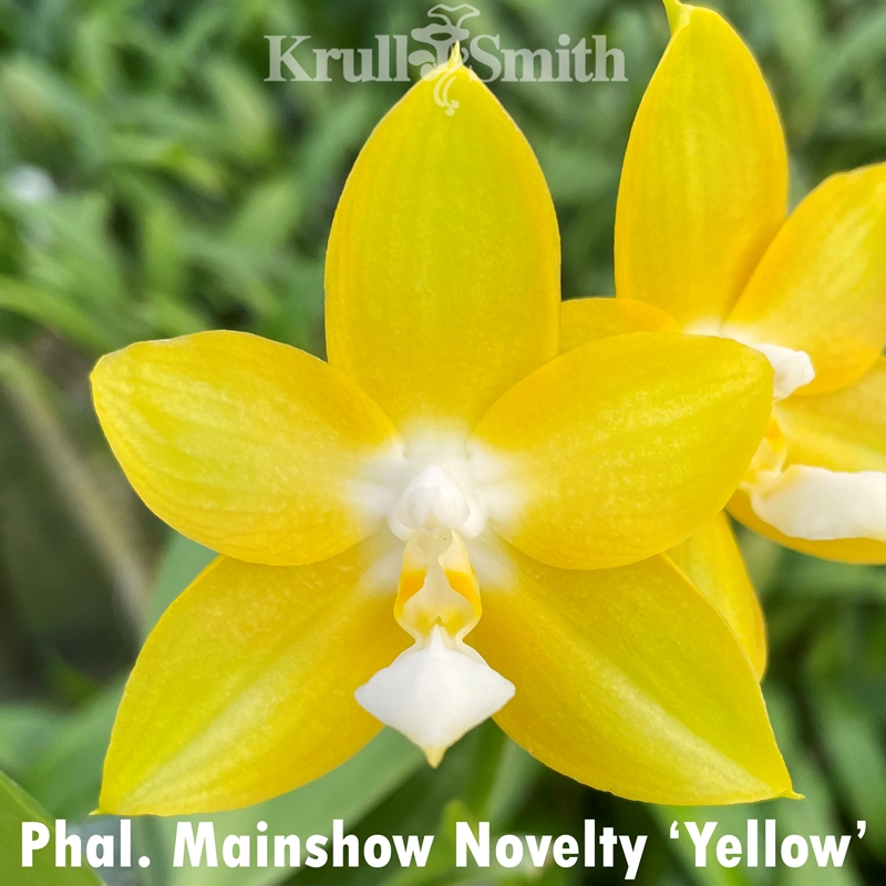 Phal. Mainshow Novelty 'Yellow'
