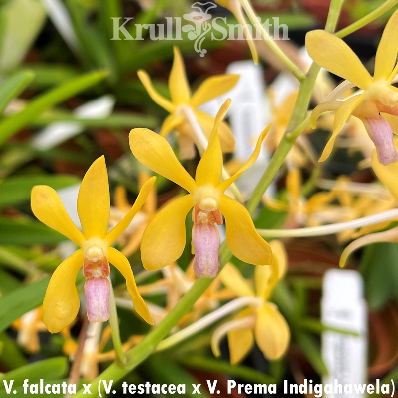 Vanda falcata x Vanda (testacea x Prema Indigahawela)