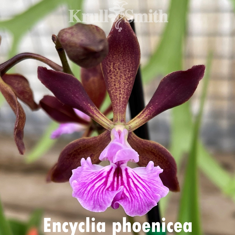 Encyclia phoenicea chocolate orchid for sale flowering size species
