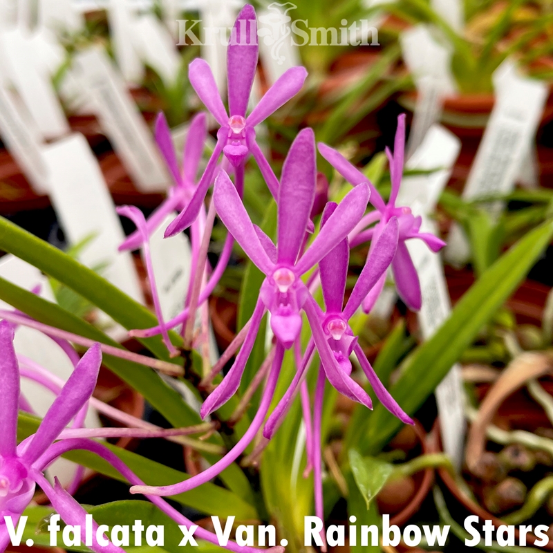 Vanda (Neofinetia) falcata x Van. Rainbow Stars