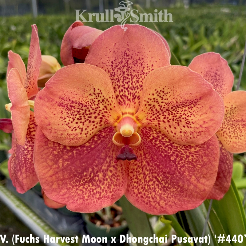 Vanda (Fuchs Harvest Moon x Dhongchai Pusavat) '#440'
