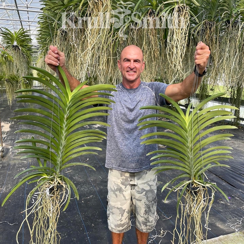 Vanda Junior Scott