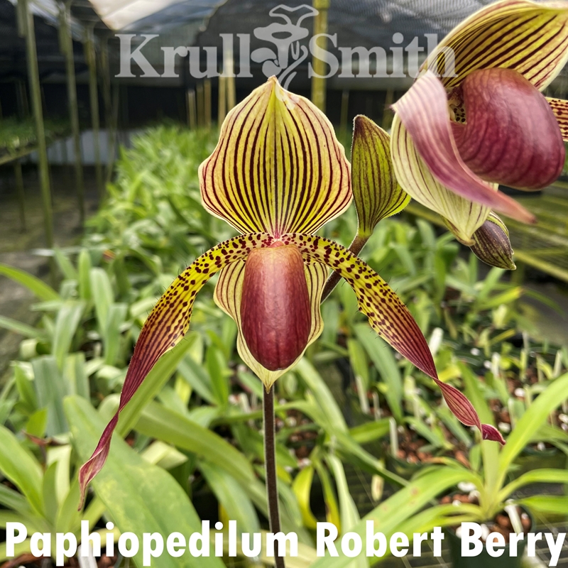 Paphiopedilum Robert Berry