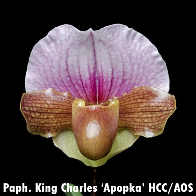 Paphiopedilum King Charles