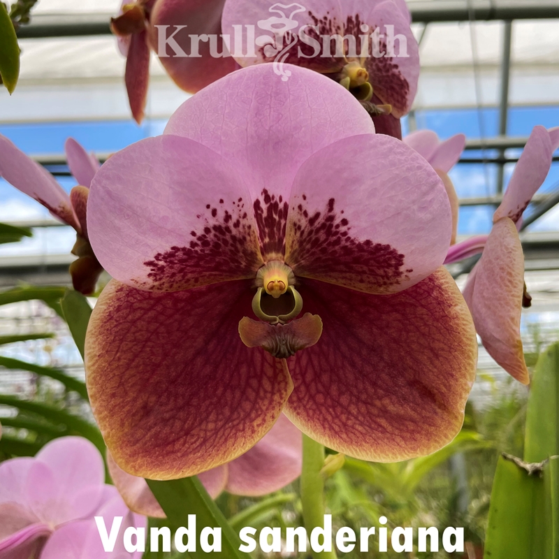 Vanda sanderiana