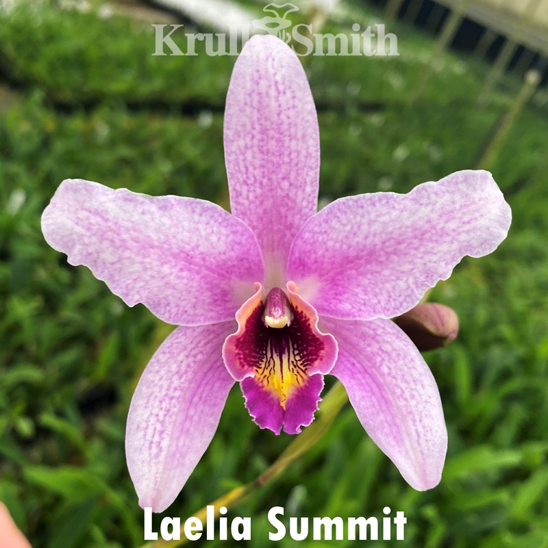 Laelia Summit