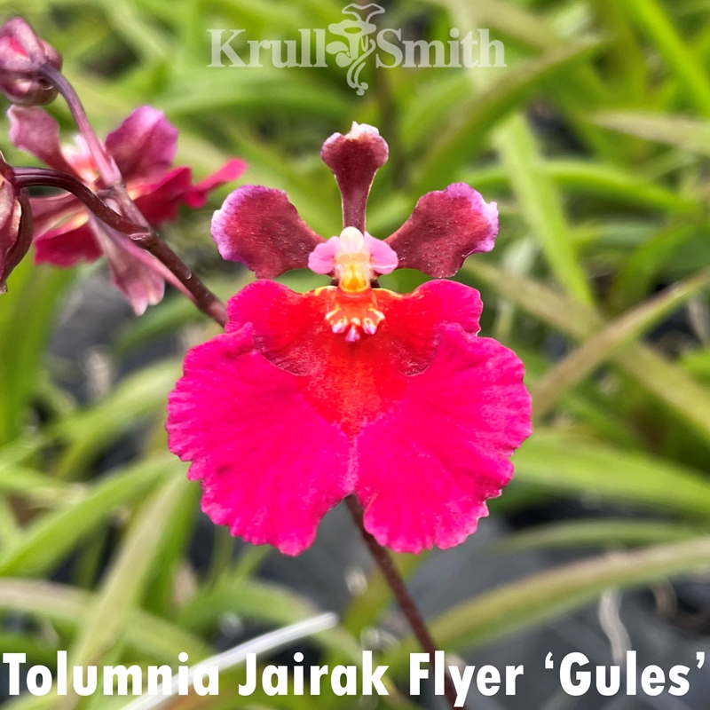 Tolumnia Jairak Flyer 'Gules'