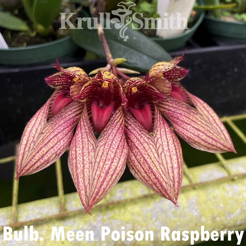 Bulbophyllum Meen Poison Raspberry x romyi