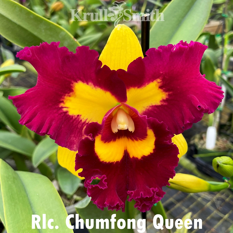 Rlc. Chunfong Queen