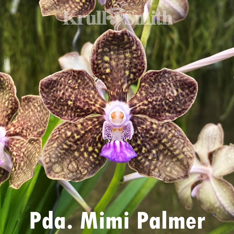 Pda. Mimi Palmer x Motes Purple Haze