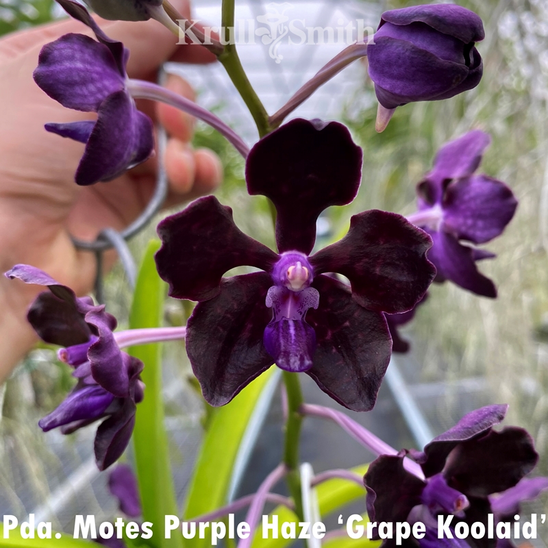 Pda. Mimi Palmer x Motes Purple Haze