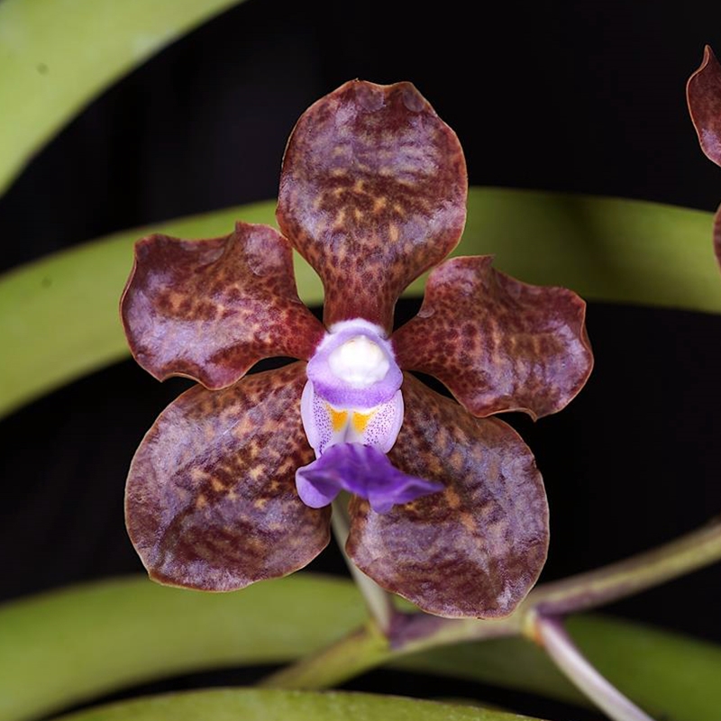 Vanda Emrys Chew x Vanda Motes Purple Rain