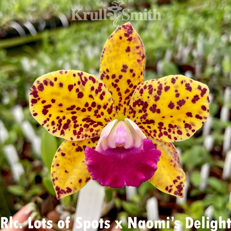 Rlc. Lots of Spots x Naomi's Delight