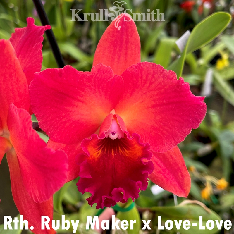 Rth. Ruby Maker x Love-Love