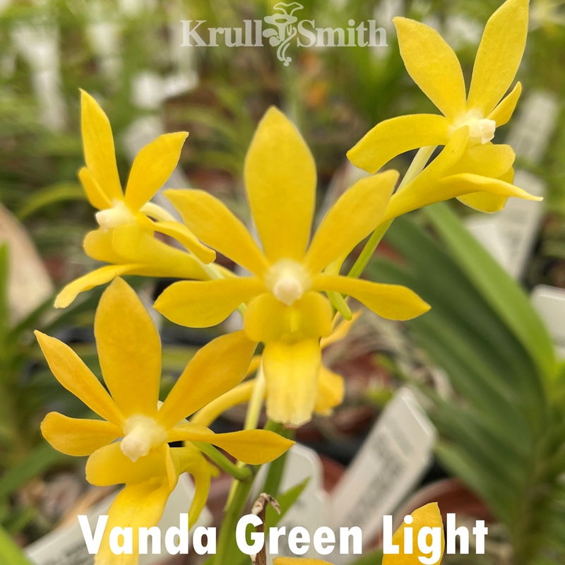 Vanda Green Light