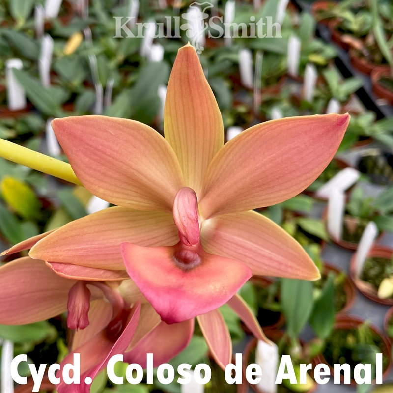 Cycnodes Coloso de Arenal