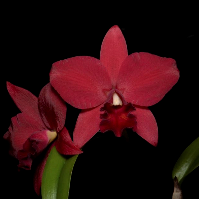 Rth. Rocket Fire x Precious Fire