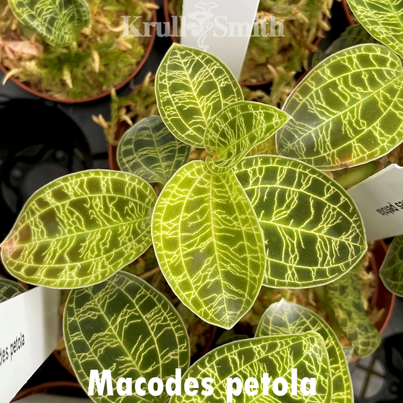 Macodes petola