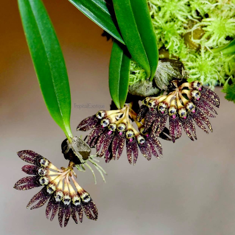 Bulbophyllum retusum
