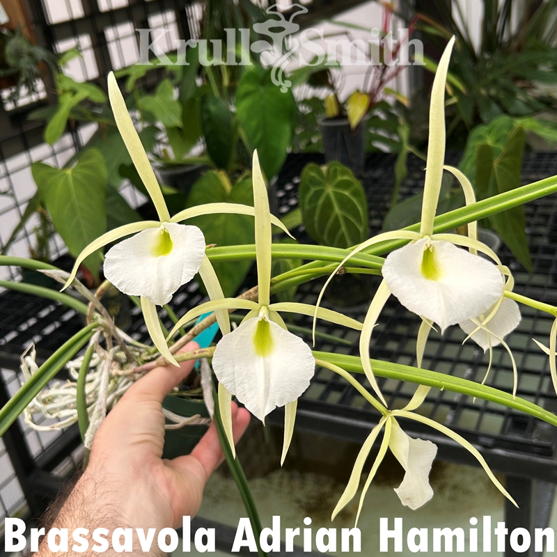 Brassavola Adrian Hamilton