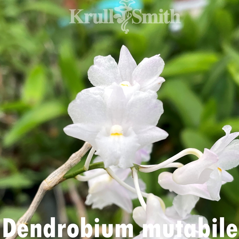 Dendrobium mutabile