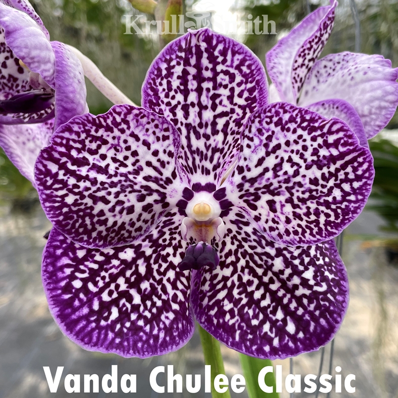 Vanda Chulee Classic