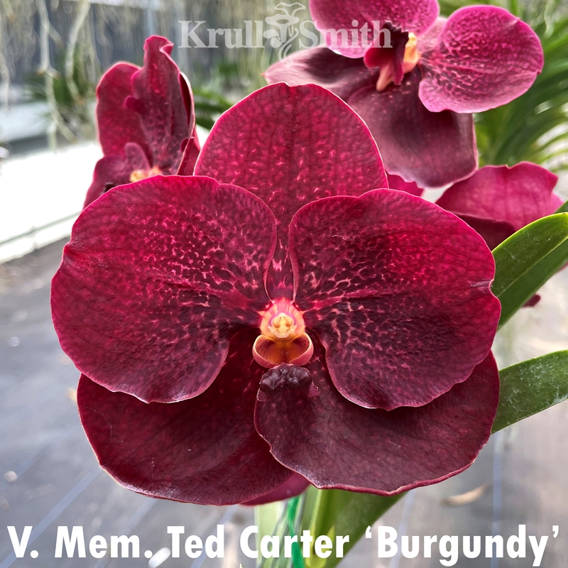 Vanda Mem. Ted Carter 'Burgundy'