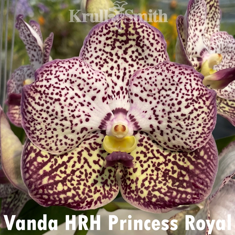 Vanda HRH Princess Royal