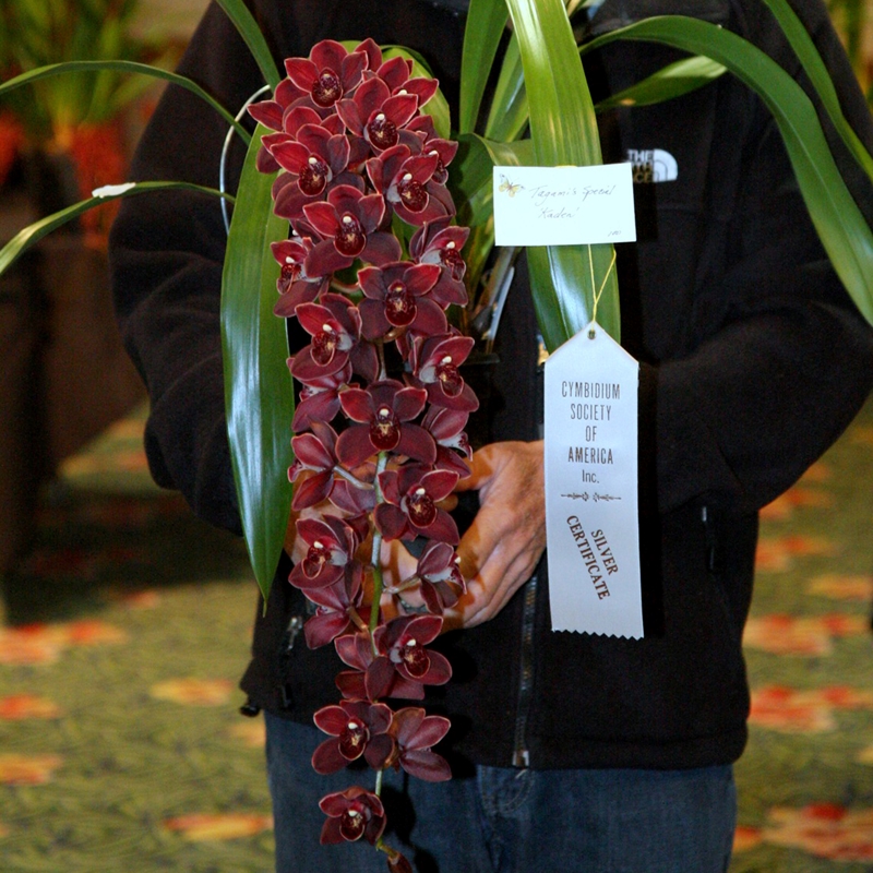 Orquidea Cymbidium