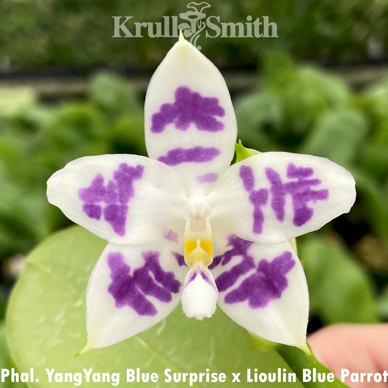 Phalaenopsis YangYang Blue Surprise x Lioulin Blue Parrot