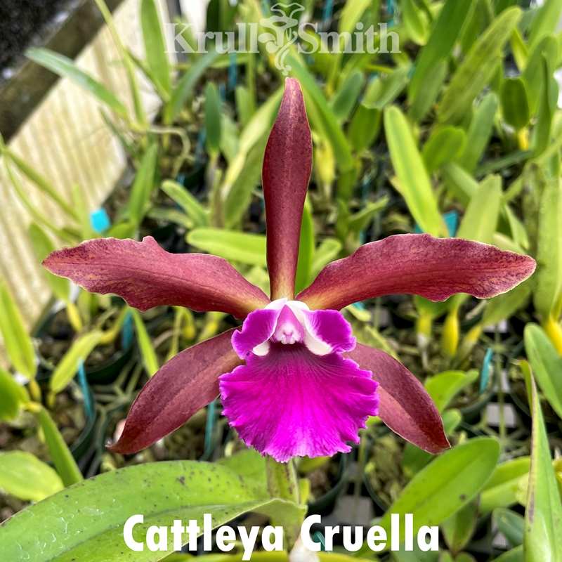 Cattleya Cruella (1735) - Colchicine Treated