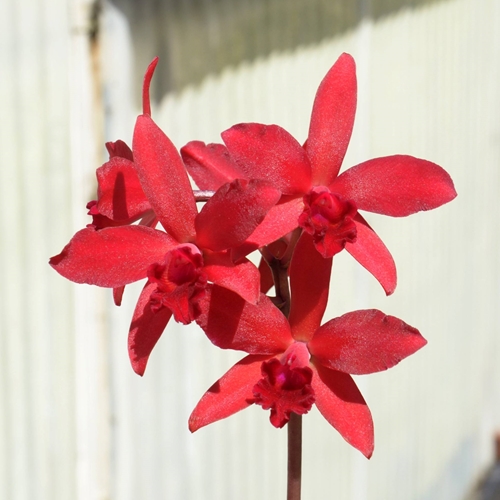 Rth. Rocket Fire x Precious Fire