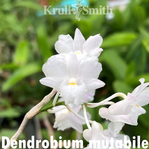 Dendrobium mutabile