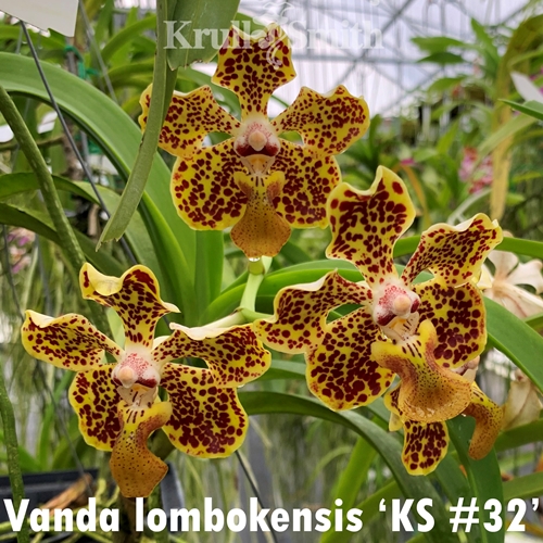 Krull-Smith - Vanda lombokensis (2302) *Flask*