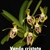 Vanda Seedling 10-Pack